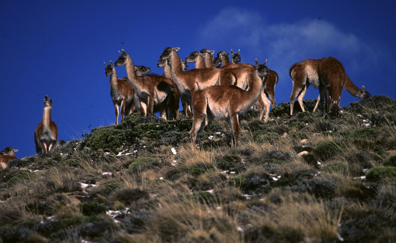 ¿Qué animales habitan en Perito Moreno? | Encanto Web